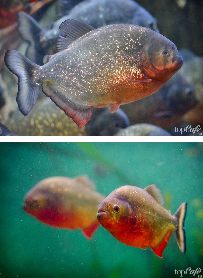 Labai pavojinga žuvis. Pavojingiausia žuvis pasaulyje