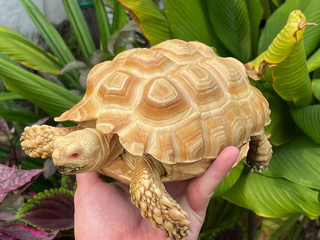 Albino African Sulcata Tortoise for sale