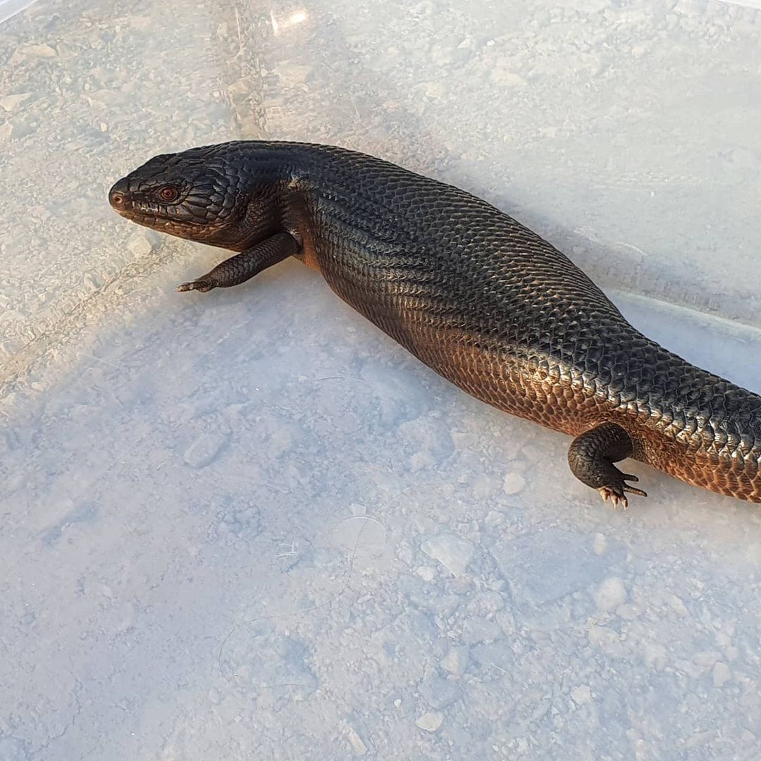 Hyper melanistic blue tongues are the result of a colour mutation