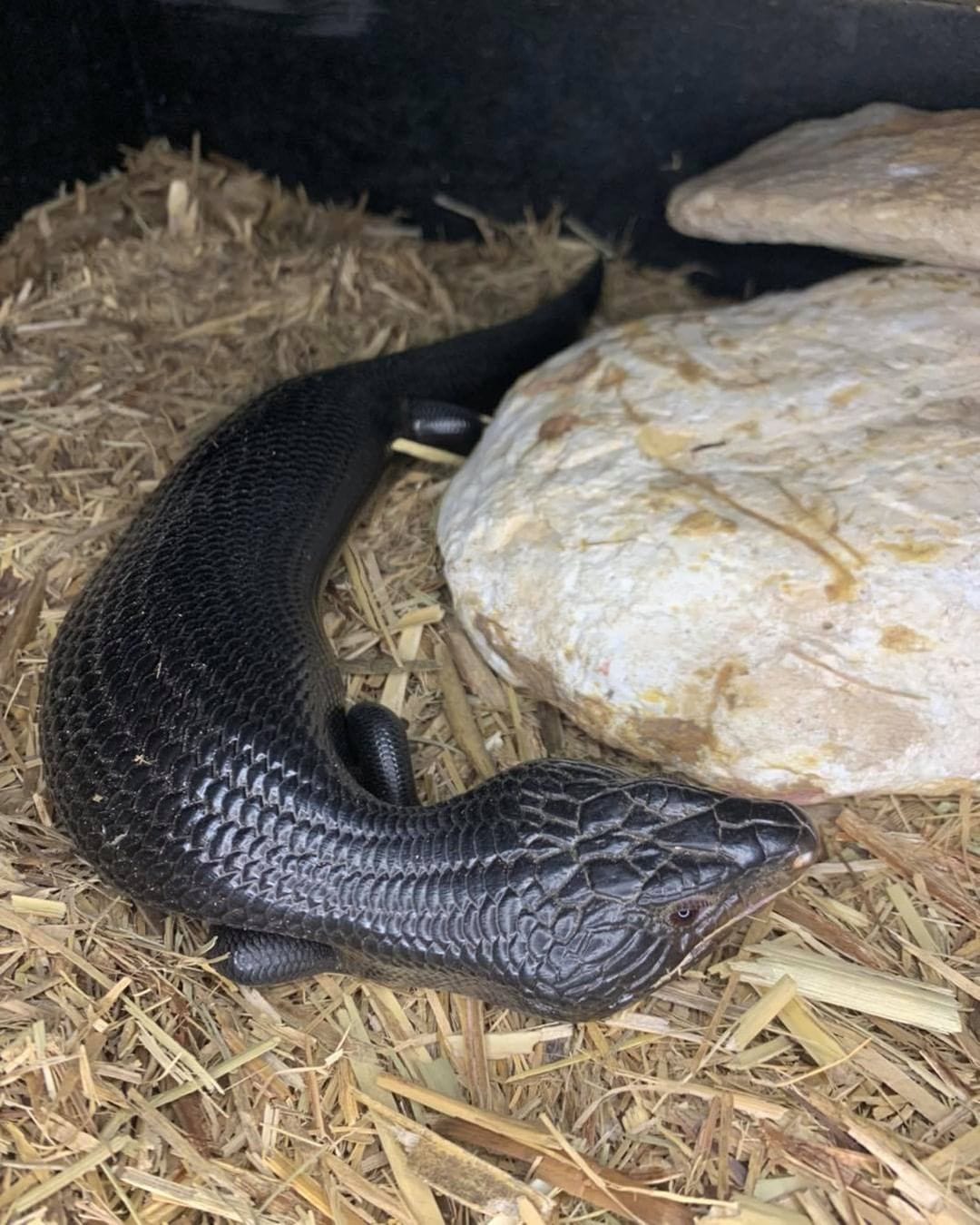 Hyper melanistic blue tongues are the result of a colour mutation