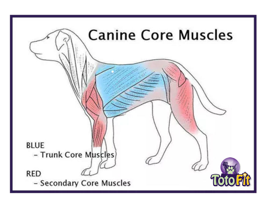 How Many Muscles Are In A Dogs Body