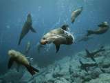 Stamp Galápagos Sea Lion Zalophus Wollebaeki Ecuador 2006