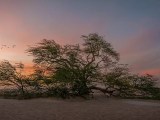 Tree Of Life Bahrain Tourism