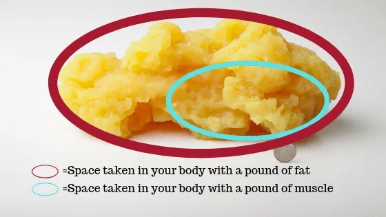 What's the Difference Between Weight Loss and Fat Loss?