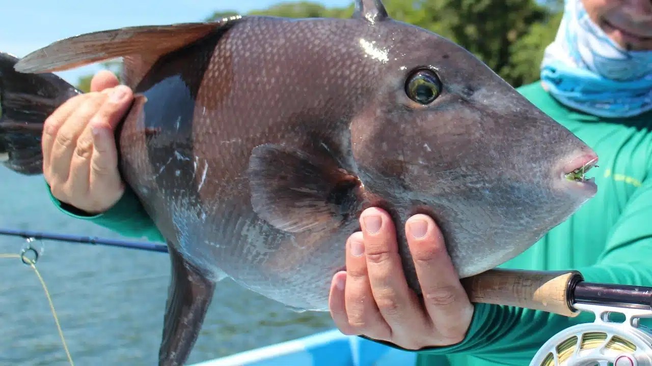 Fly Fishing Costa Rica for Triggerfish - Transformative Travel LLC
