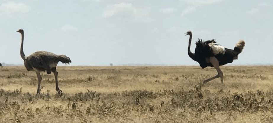 Serengeti Tracking the Migration: Wildebeest Worlds Largest Migration ...