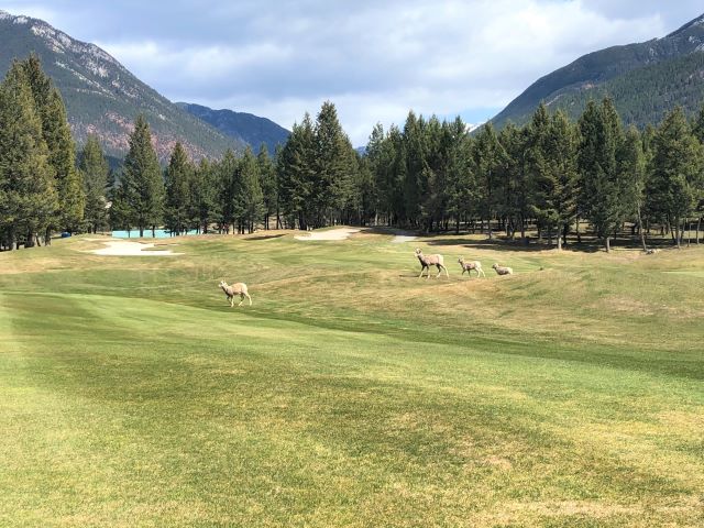 15 Spring Things To Do In Radium Hot Springs • Travel Tales of Life