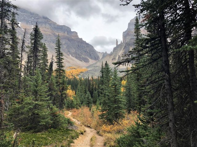 Golden Fall in Banff - A Guide To See Larch Trees • Travel Tales of Life