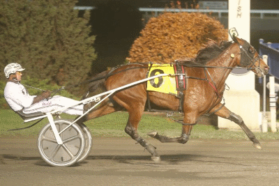 Muscle Massive på vej mod gennembrud » TRAVSERVICE