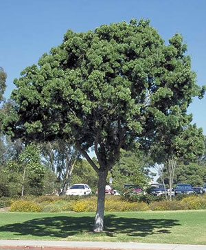 Best Medium Tree Trimming - Omaha, NE (Easy Access) - Tree Choppers