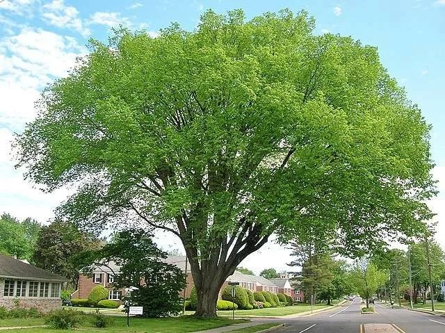 Elm Trees (Ulmus) - All the Facts you need to Know - Tree Secrets