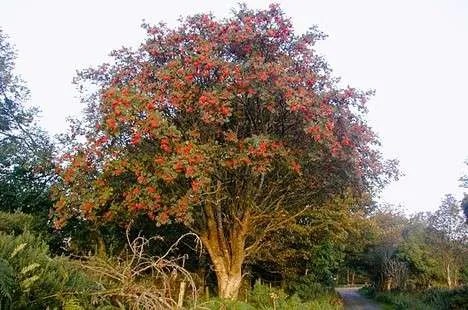 Rowan Trees - Tree Secrets