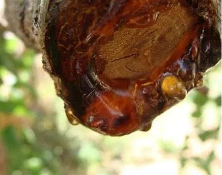 Which Trees Have Edible Sap? - Tree Secrets
