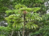20 Rainforest Trees A Detailed Guide Treeier