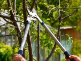 Tree Pruning In Marin County Ca Isa Certified Arborist Tree Care
