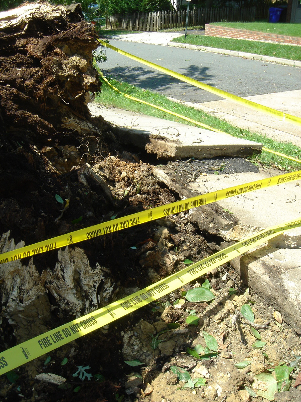 Tree Damage in the Wake of Irene | TreeStewards.org
