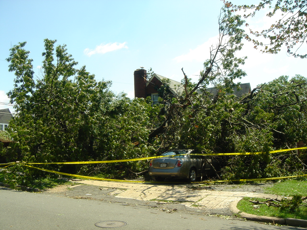 Tree Damage in the Wake of Irene | TreeStewards.org