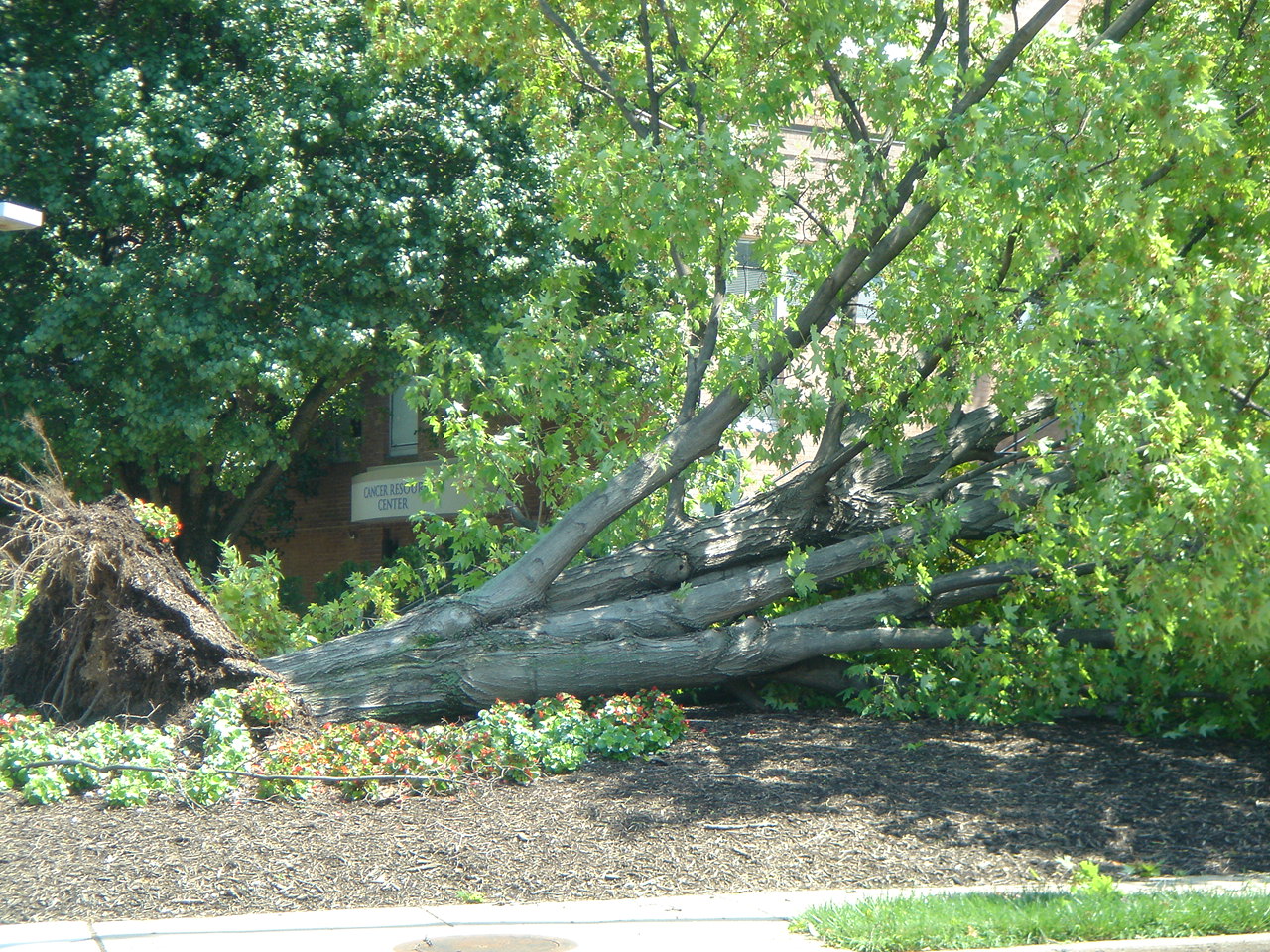 Tree Damage in the Wake of Irene | TreeStewards.org