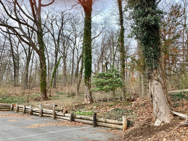 Tree Stewards Used Leap Day to Free Trees from Ivy | TreeStewards.org