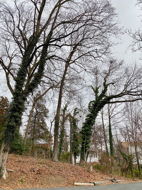 Tree Stewards Used Leap Day to Free Trees from Ivy | TreeStewards.org