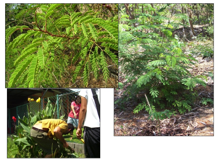 Soil Building Techniques Part 4 - Permaculture Design Course Handbook