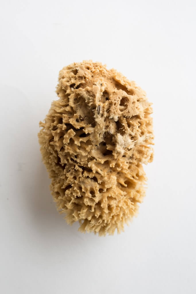 Sponges Archives - Trinity Ceramic