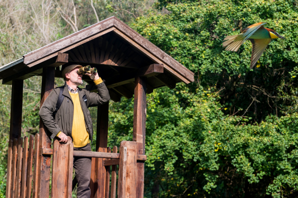 Best Bird-watching Tips for Beginners