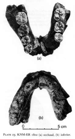 I. SCIENCE F. ECCE HOMO? The Origin of Man, Evolution Style 3 | Truthopia