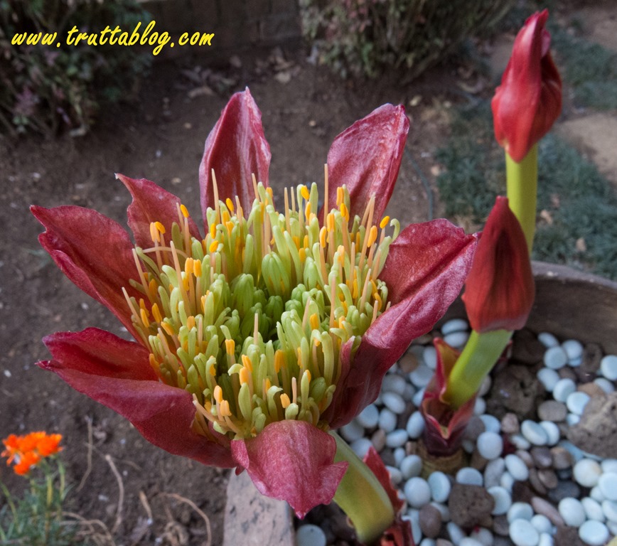 indigenous flowers of KZN | Truttablog