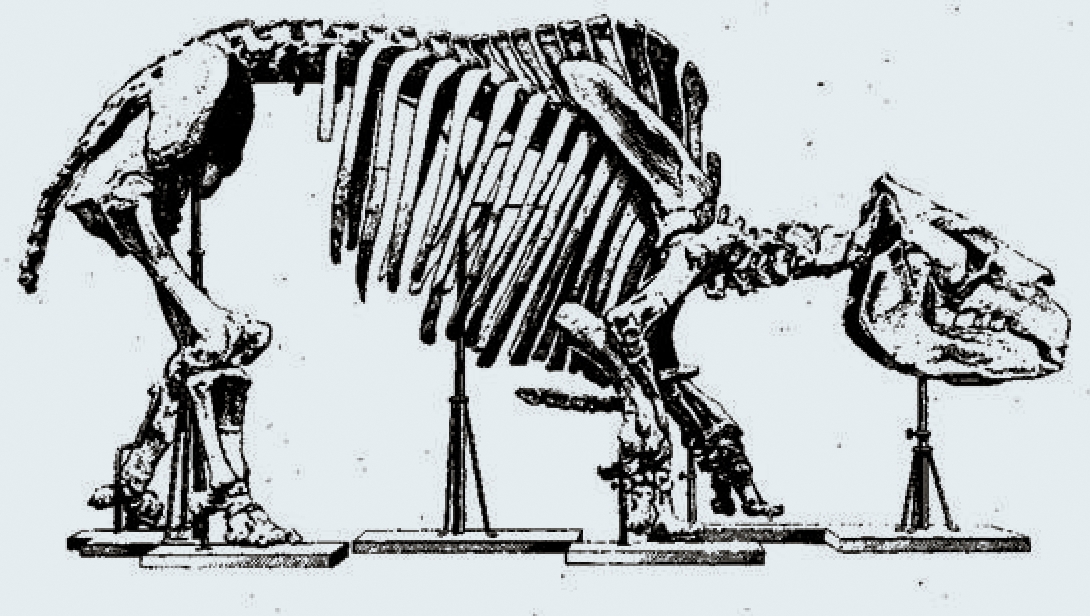 Toxodon Skeleton