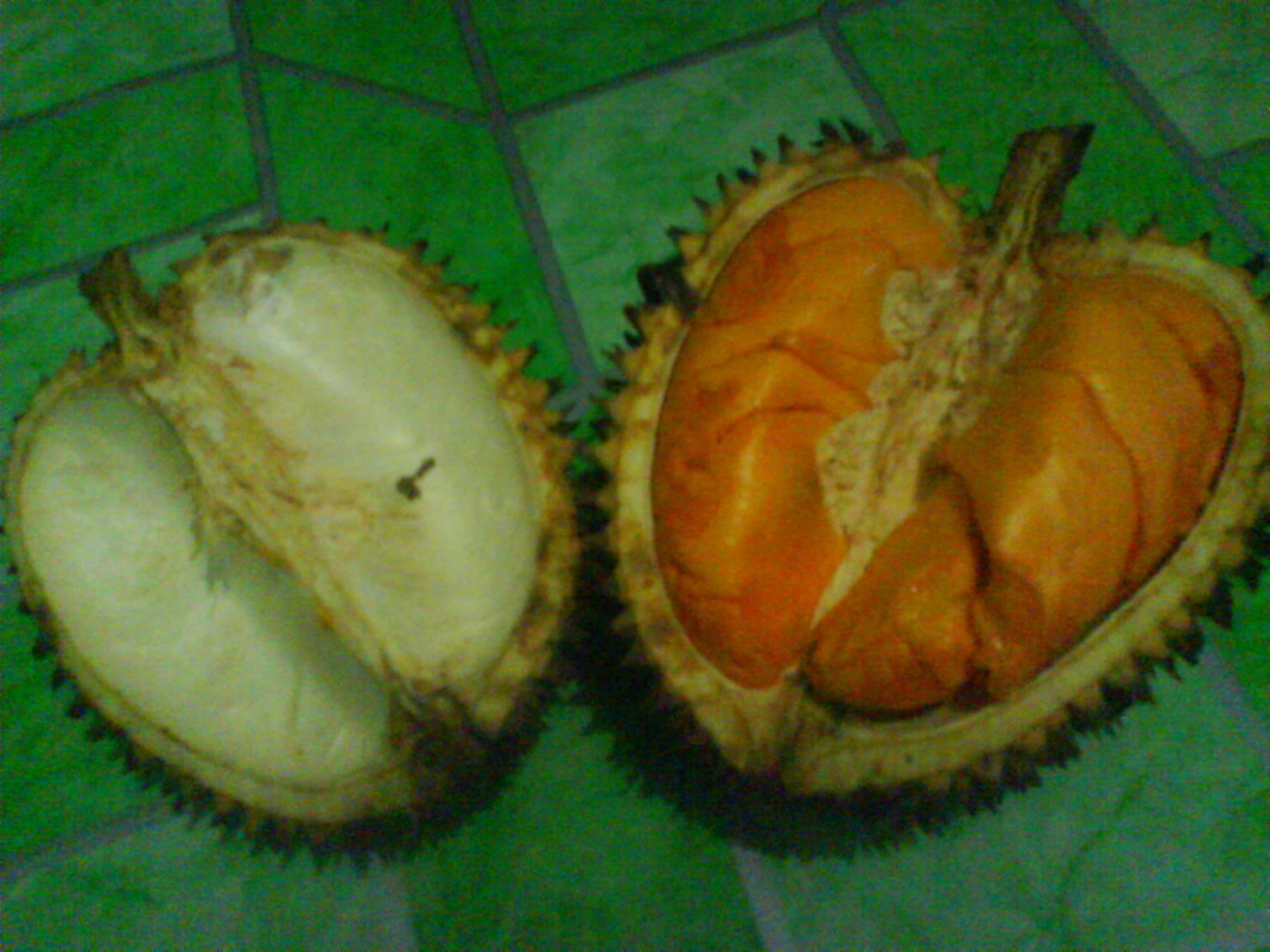 Musim Buah – Try 2B cool 'n smart…