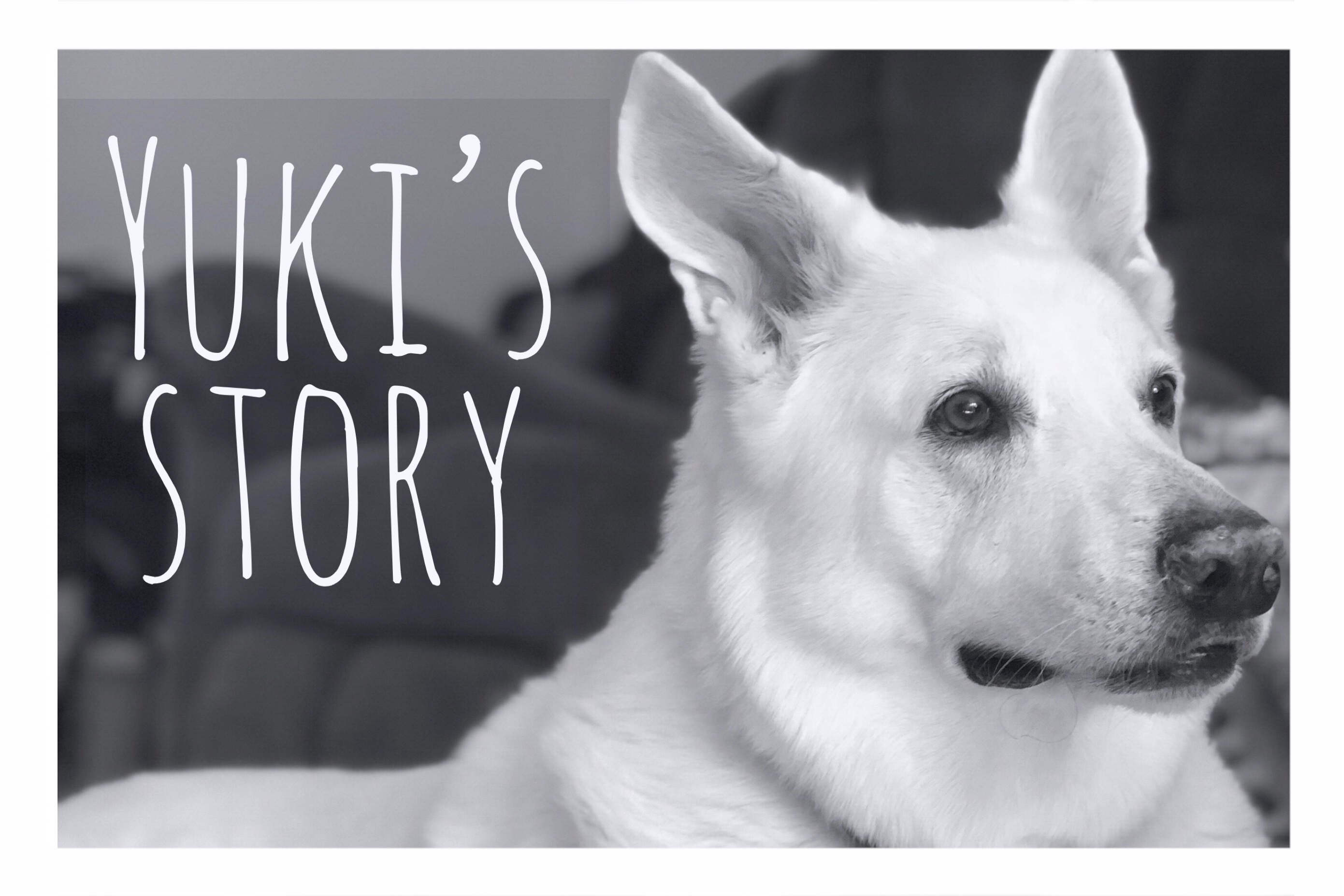 Yuki’s Story Continues: From Bad to Worse – Two Dogs