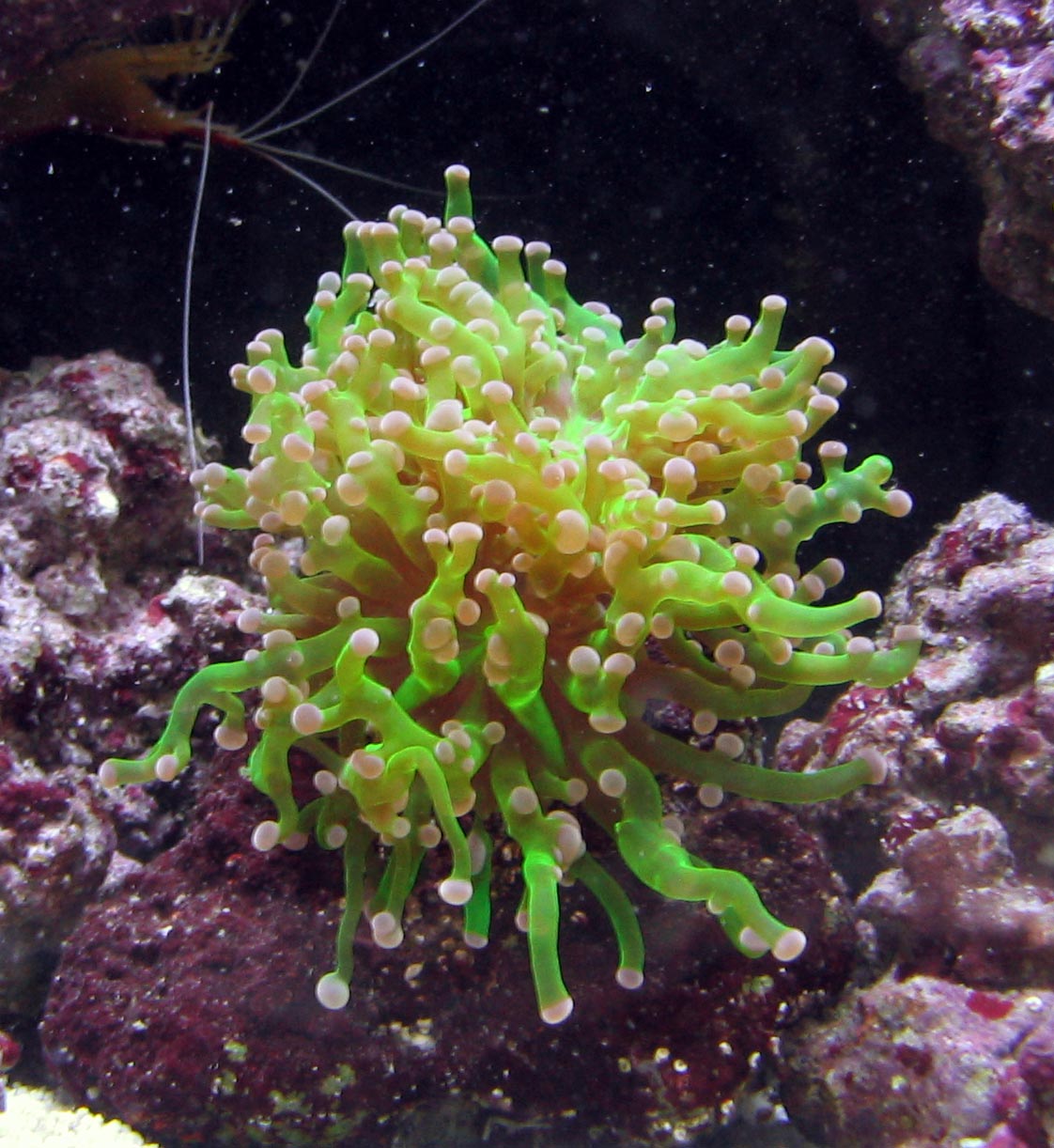 Large Polyp Stony Corals LPS – Tyler Merrick