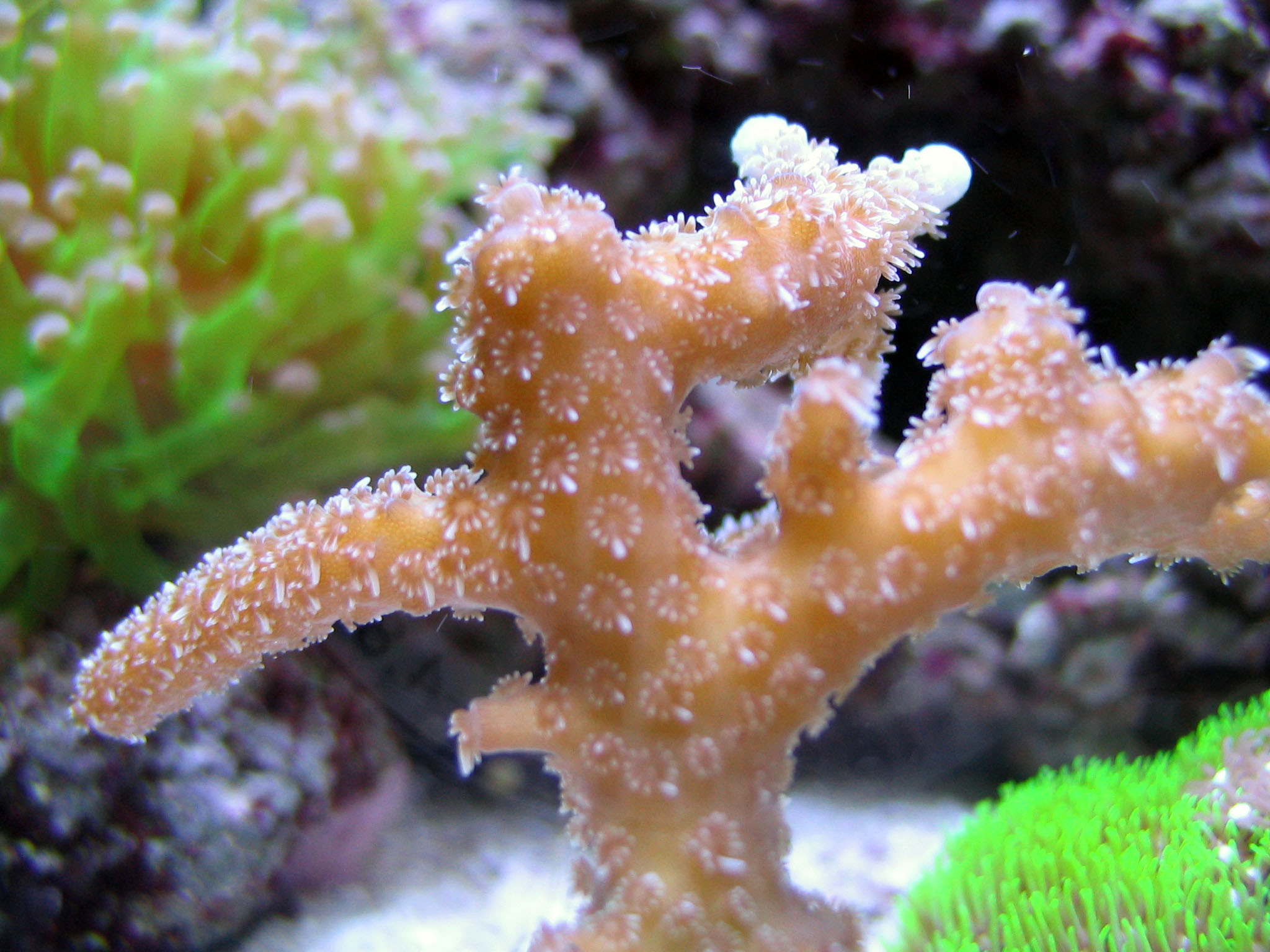 Small Polyp Stony Corals SPS – Tyler Merrick