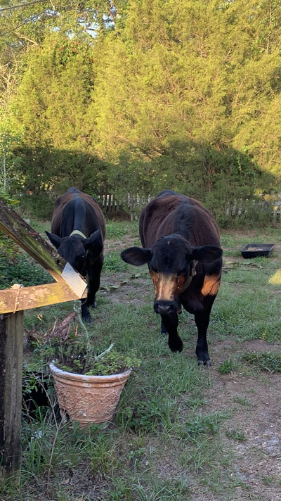 Morning Cow-tastrohpe (and a bunch of freebies!) – Author Lesli ...