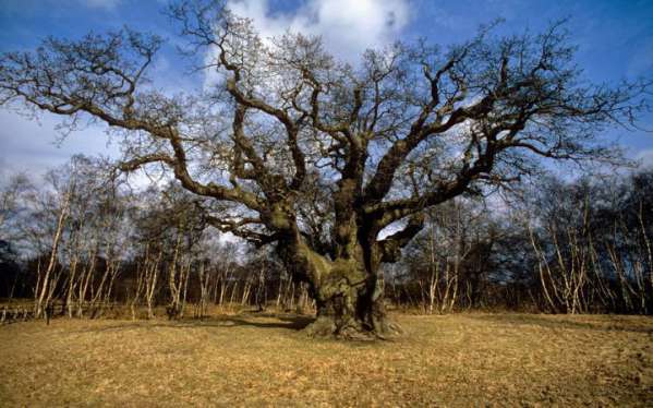 Where to see the world’s most famous trees « Yuanita Christiani and the ...