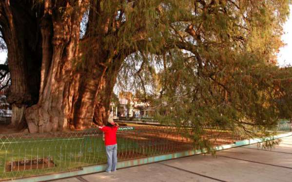 Where to see the world’s most famous trees « Yuanita Christiani and the ...