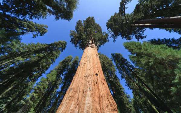 Where to see the world’s most famous trees « Yuanita Christiani and the ...