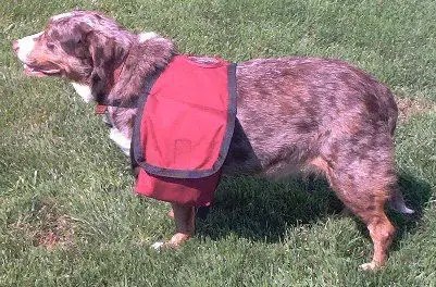Make Your Own Dog Pack! – UberPest's Journal