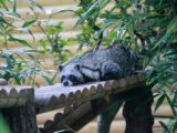 Cert He Zoo Management University Centre Reaseheath