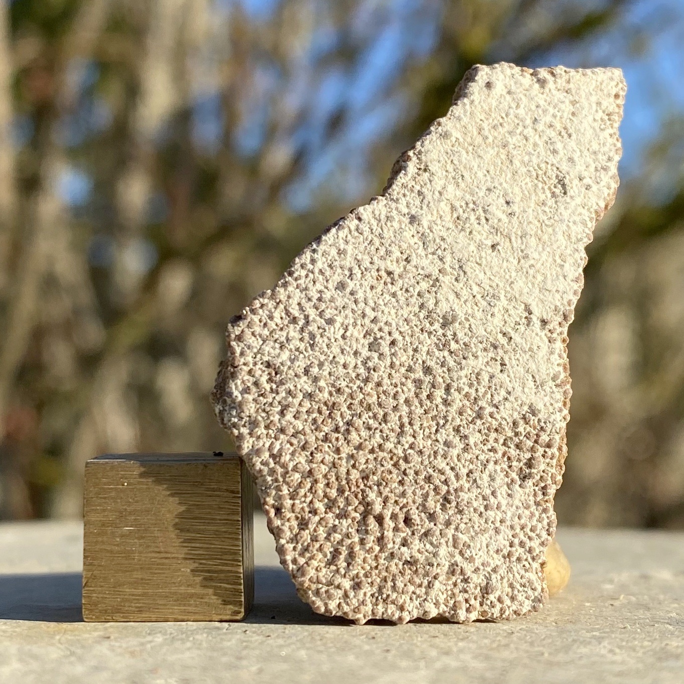 Titanosaur Dinosaur Eggshell (large), Argentina – UK Fossils