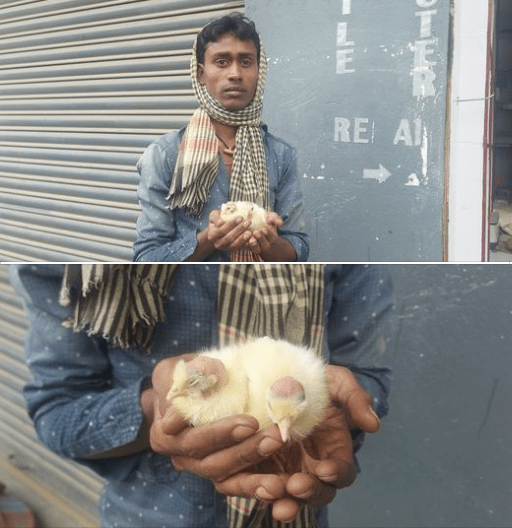 Man dupe customers selling baby chicks for Turkey poults