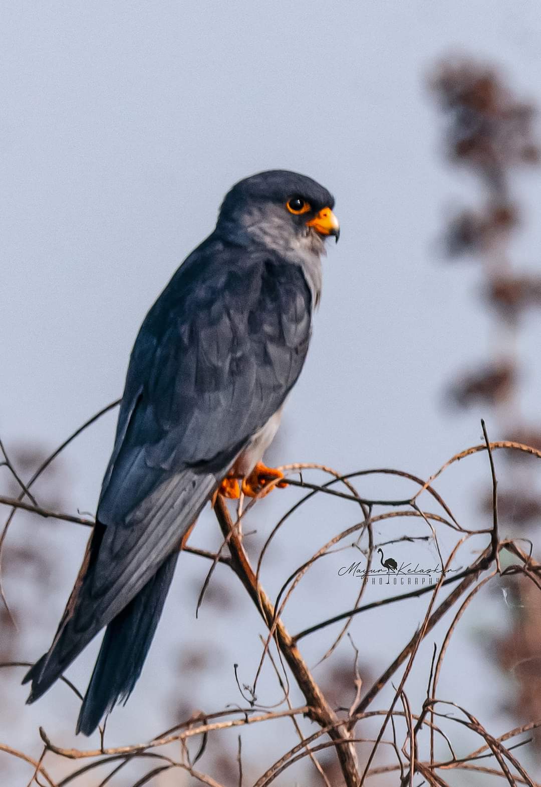 Carrying Air Gun without valid permit may lead to detention, seizing of ...