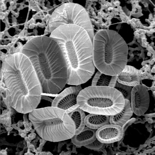 Muestrario de algas fitoplanctónicas II. Heterococolitofóridos 2ª parte ...