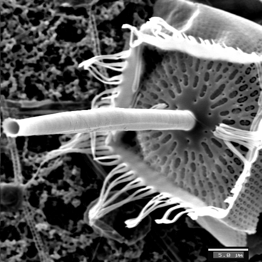 Muestrario de algas fitoplanctónicas IV. Diatomeas céntricas - ULUM