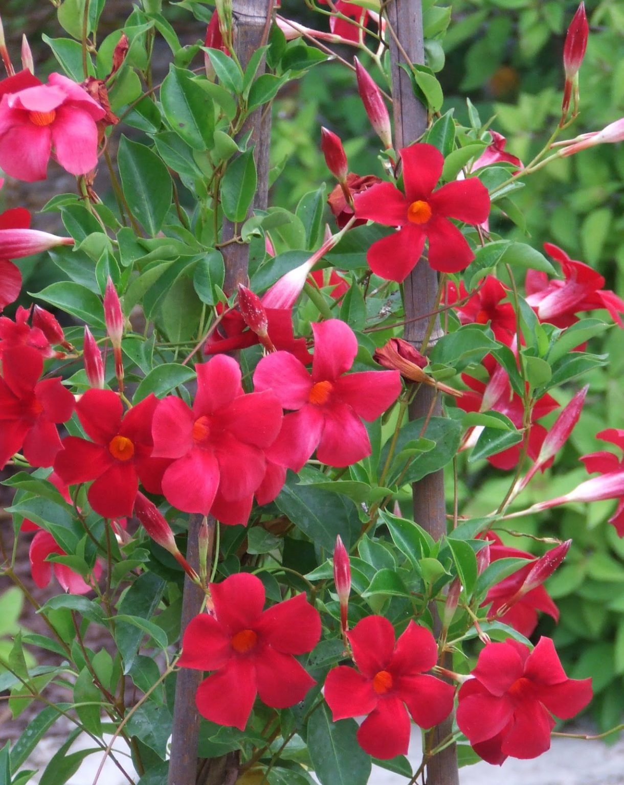 Mandevilla – Uncle John's Home & Garden