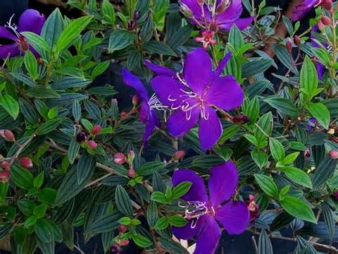 Princess Flower – Uncle John's Home & Garden