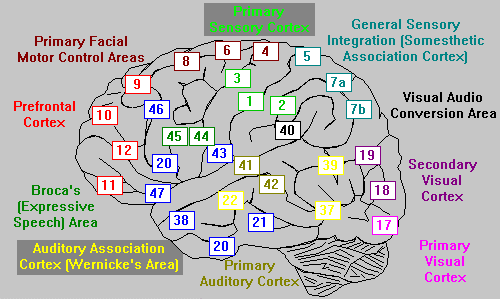 Brain Areas
