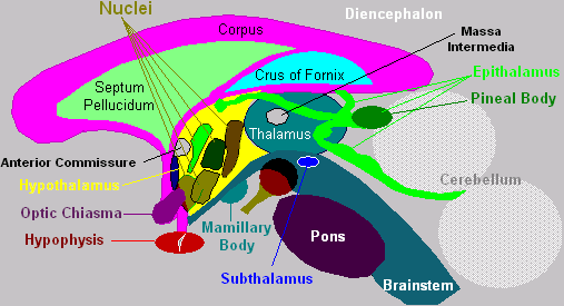 Epithalamus Diagram