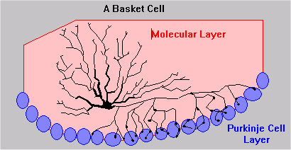 Basket Cell